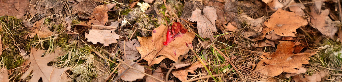 A Beginner’s Guide to Tracking Deer | GunWraps Blog – GunWraps.com